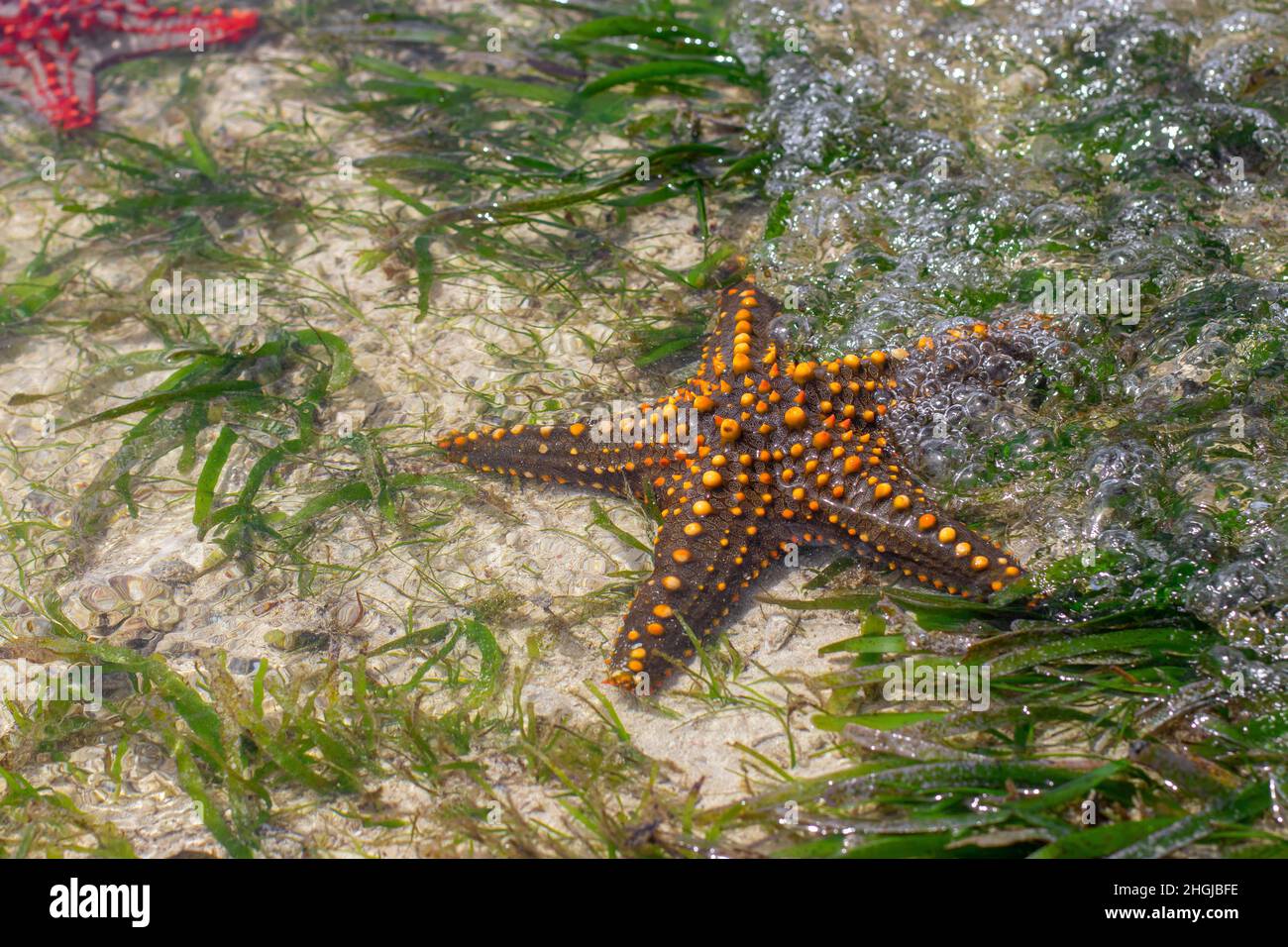 Starfish lying on sea floor hi-res stock photography and images - Alamy