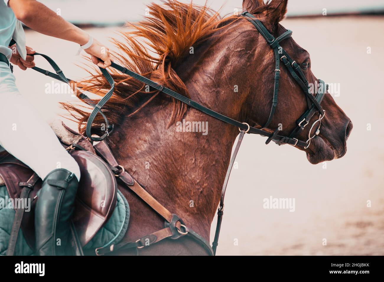 competitor and his horse jumping at an equestrian contest Stock Photo ...