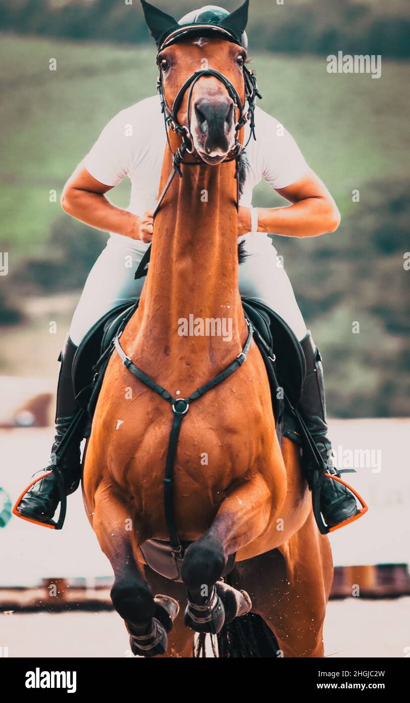 competitor and his horse jumping at an equestrian contest Stock Photo ...