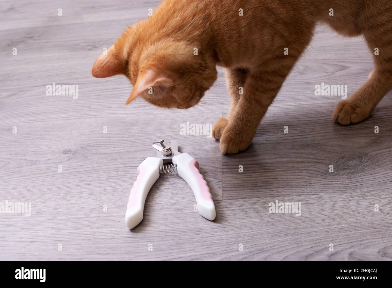 Ginger kitten gnaws scissors for cutting claws close up Stock Photo - Alamy