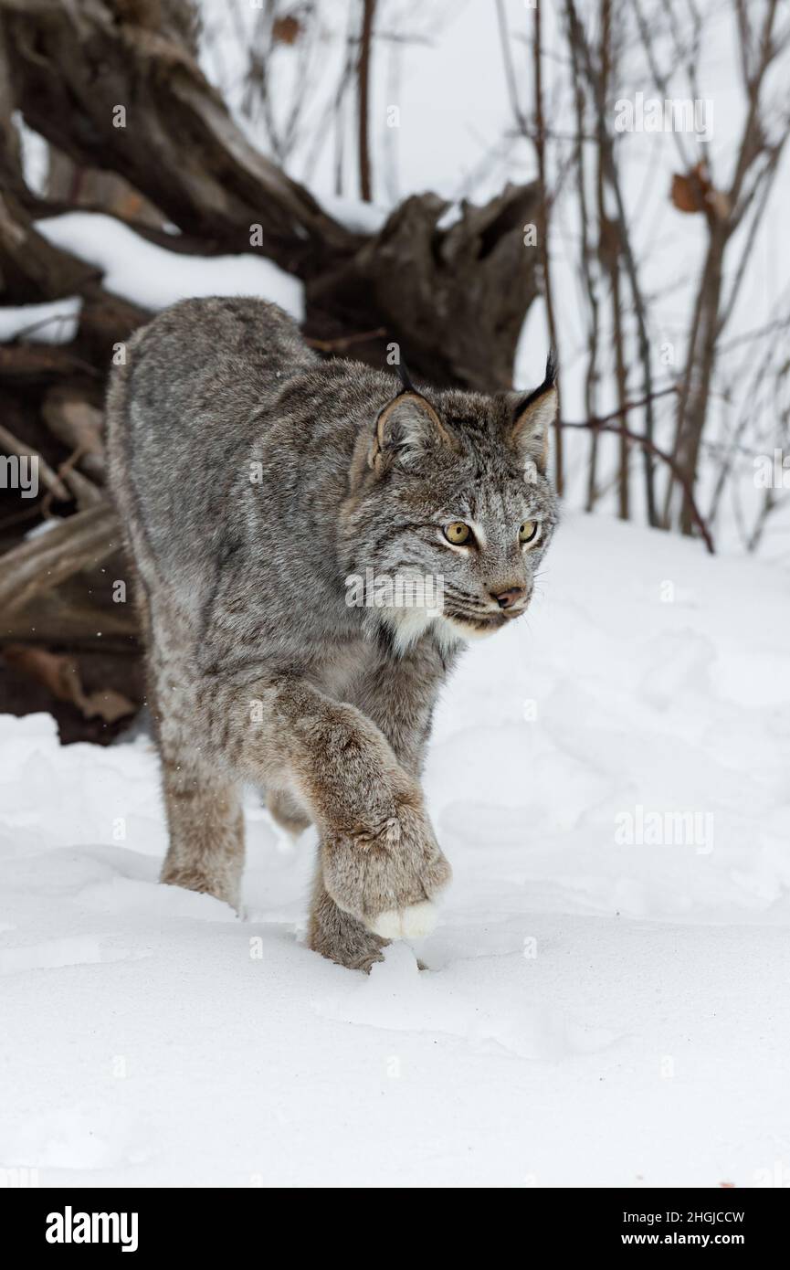 Canadian Lynx (Lynx canadensis) Steps Forward Paw Up Winter - captive ...