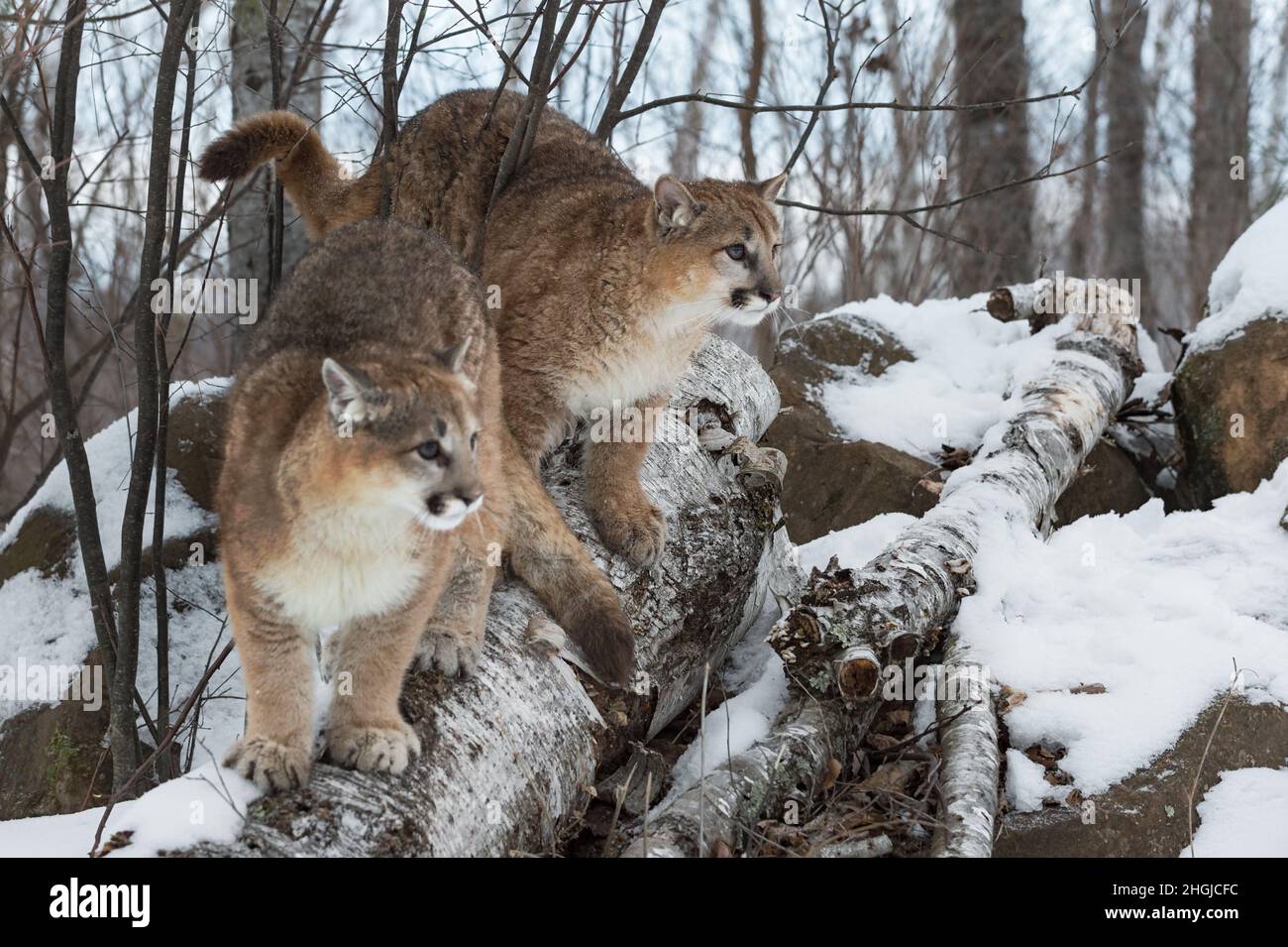 Female Cougars (Puma concolor) Look Out From ATop Trees Atop Rock Den ...