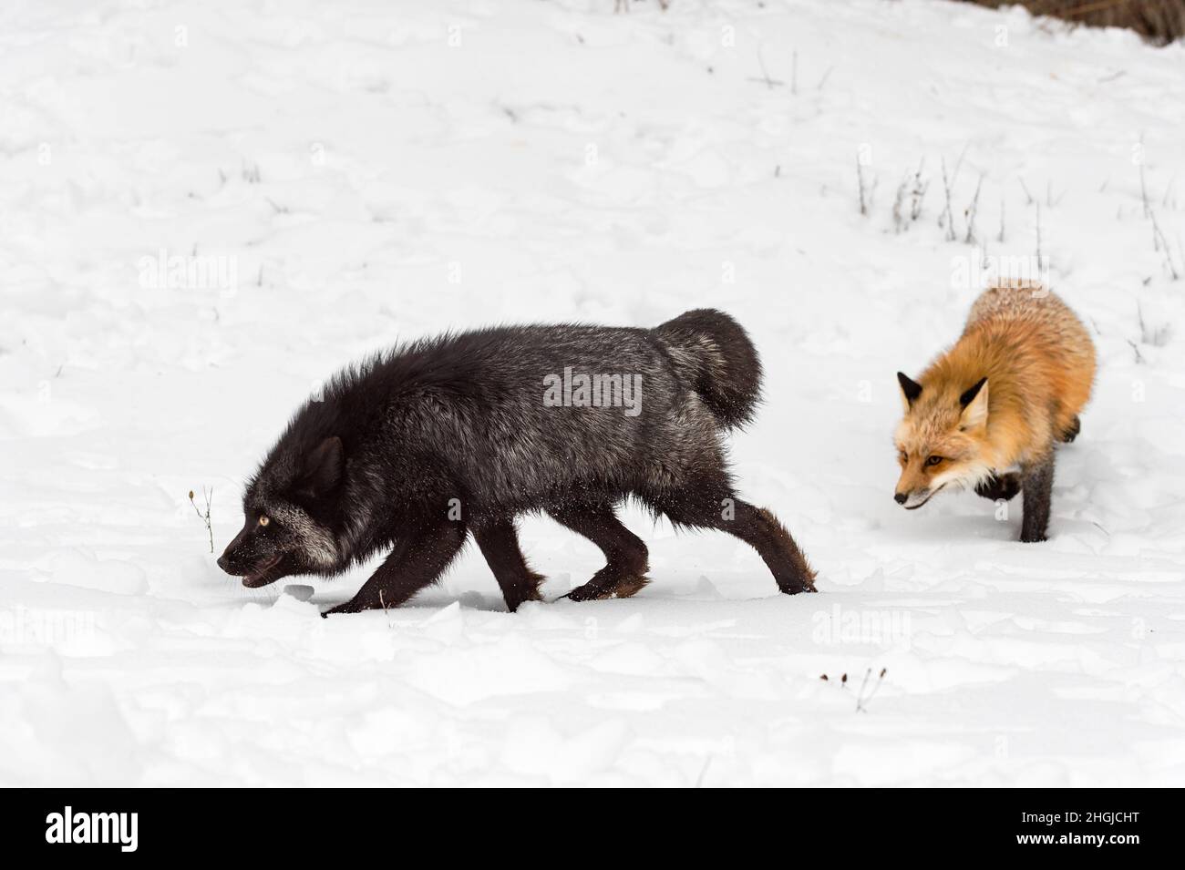 Red Fox (Vulpes vulpes) Follows After Silver Fox Winter - captive ...