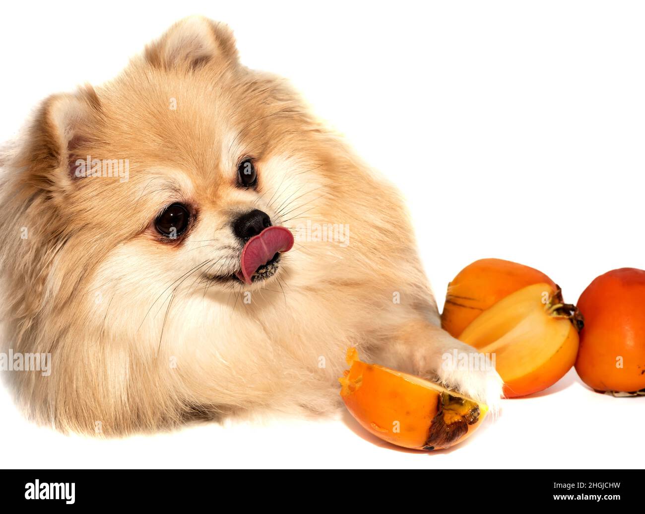 Pomeranian spitz eats fruit on a white background. Dog eating persimmon ...