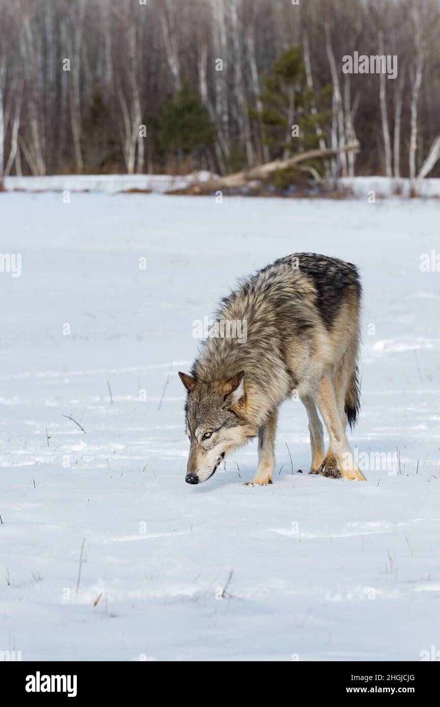 Grey Wolf (Canis lupus) Nose to Ground in Snowy Field Winter - captive ...