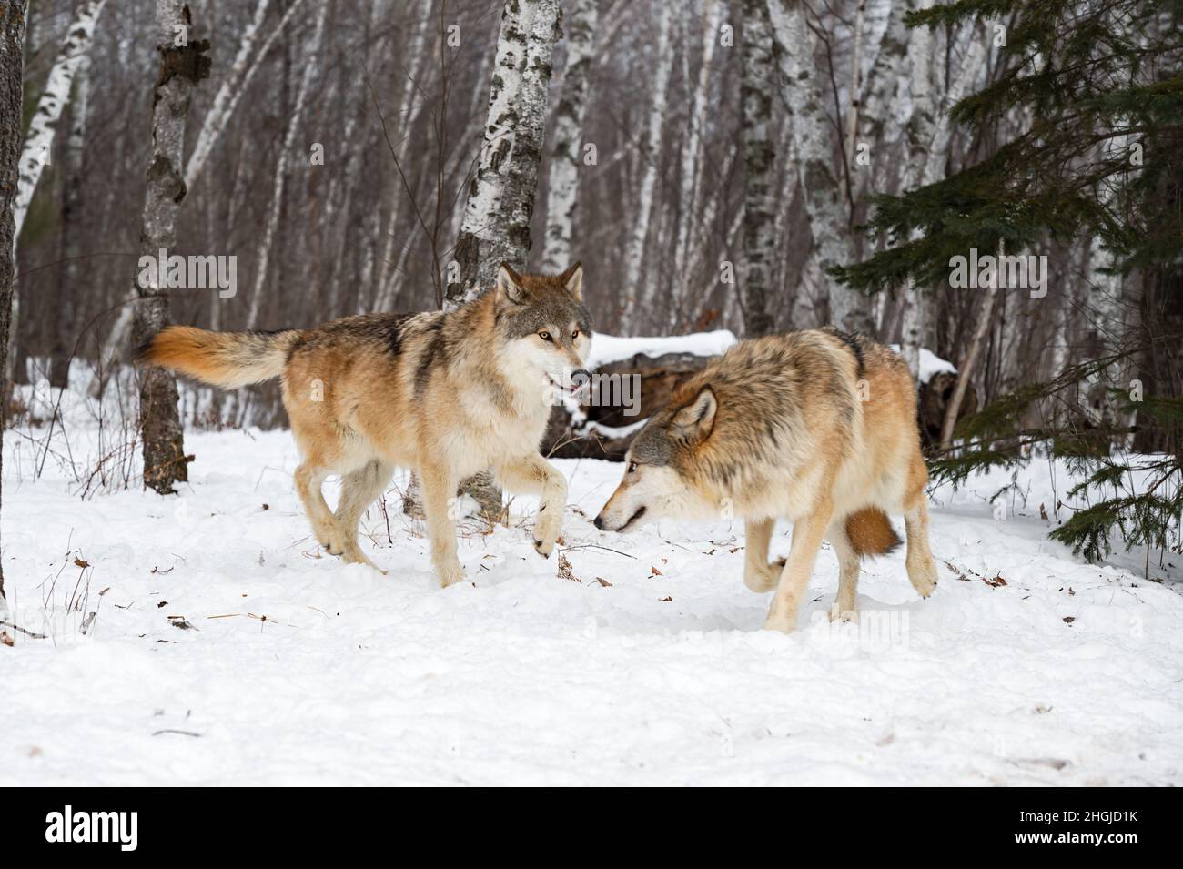 Two Grey Wolves (Canis lupus) Interact on Edge of Birch Forest Winter ...