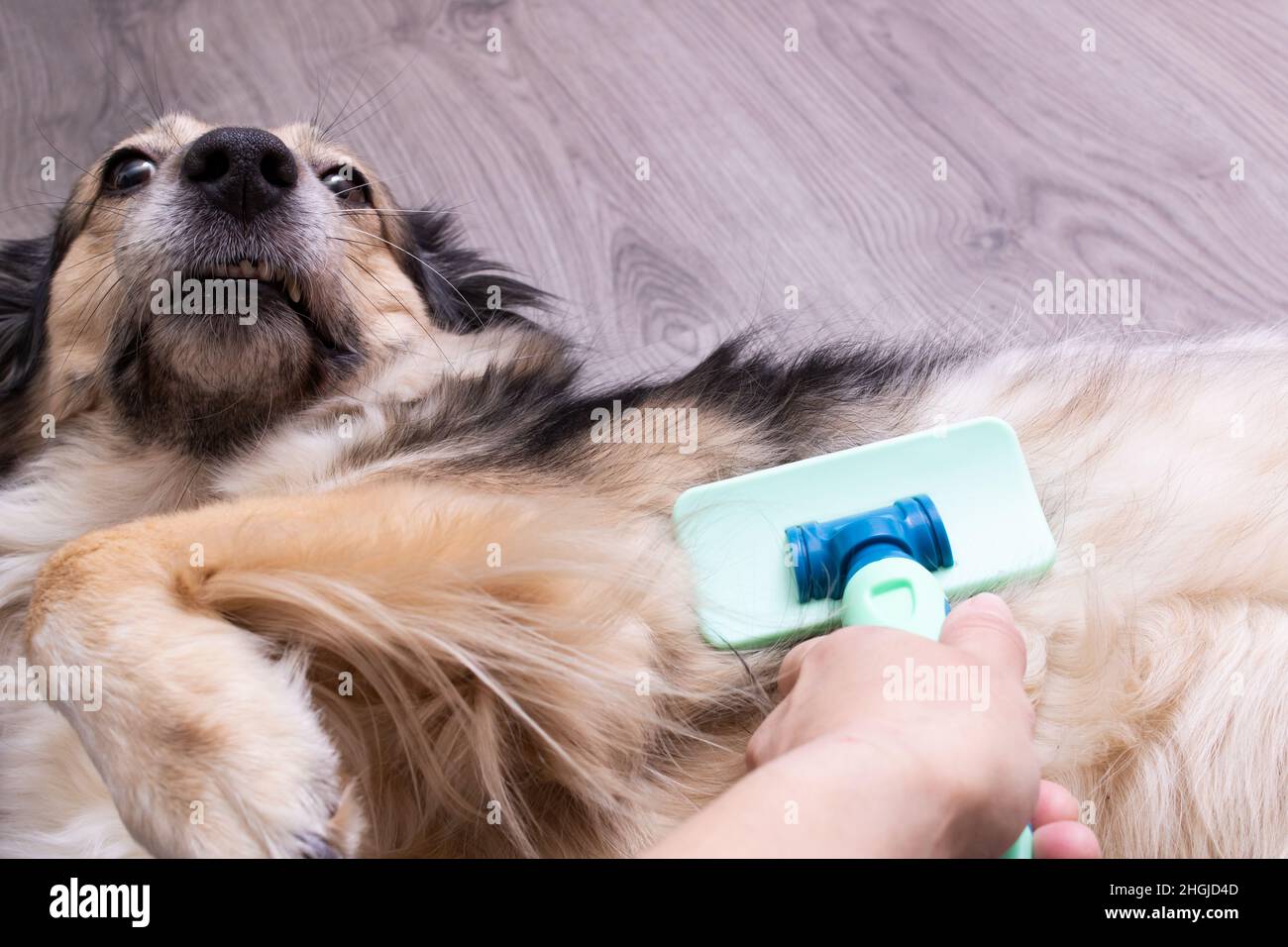 Fluffy dog combed out with a slicker close up Stock Photo - Alamy