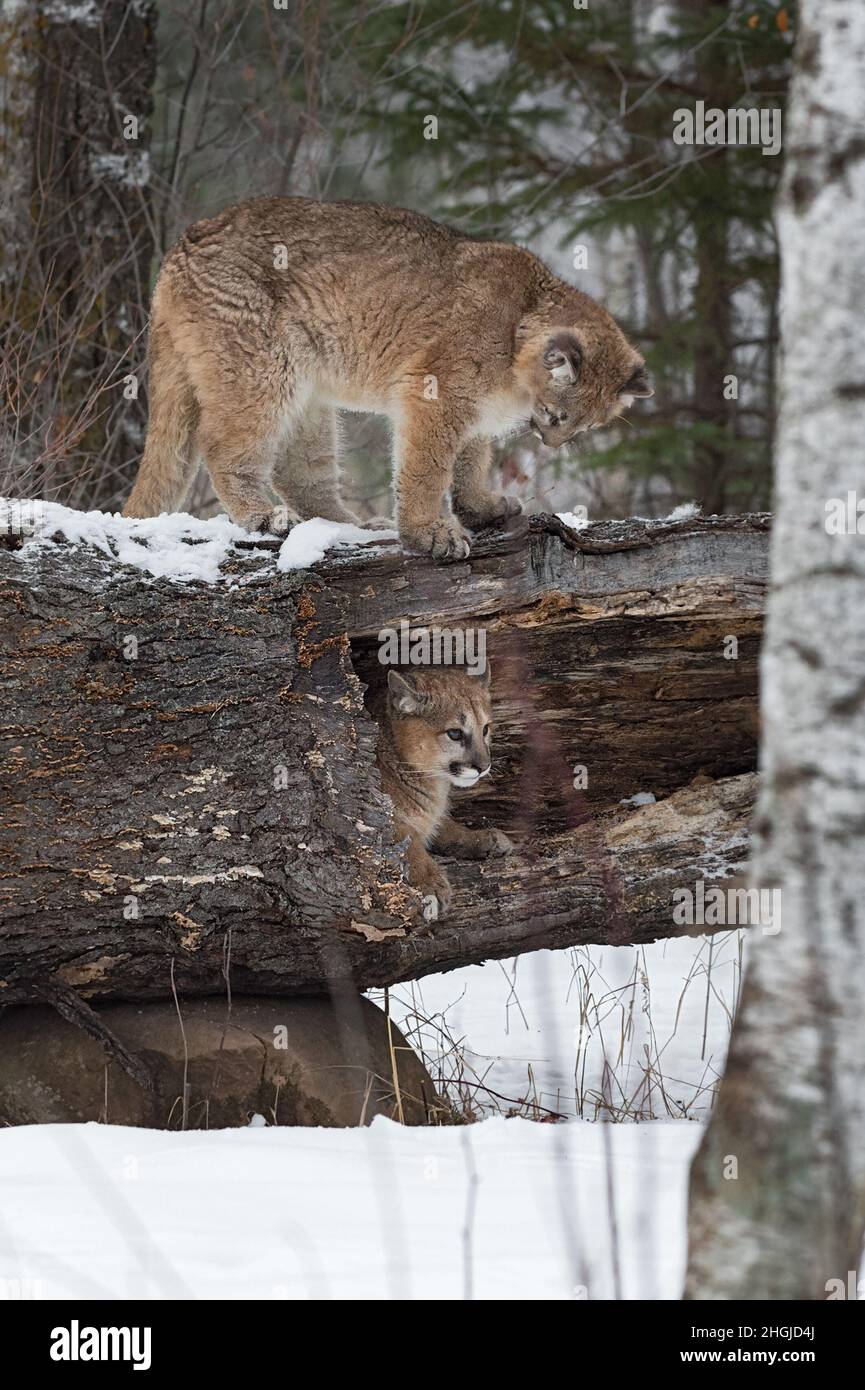 Female Cougar (Puma concolor) Looks Down at Sibling Lying Inside Hollow ...