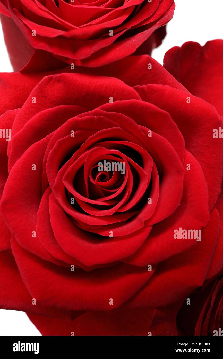 Two beautiful red roses isolated hi-res stock photography and images ...