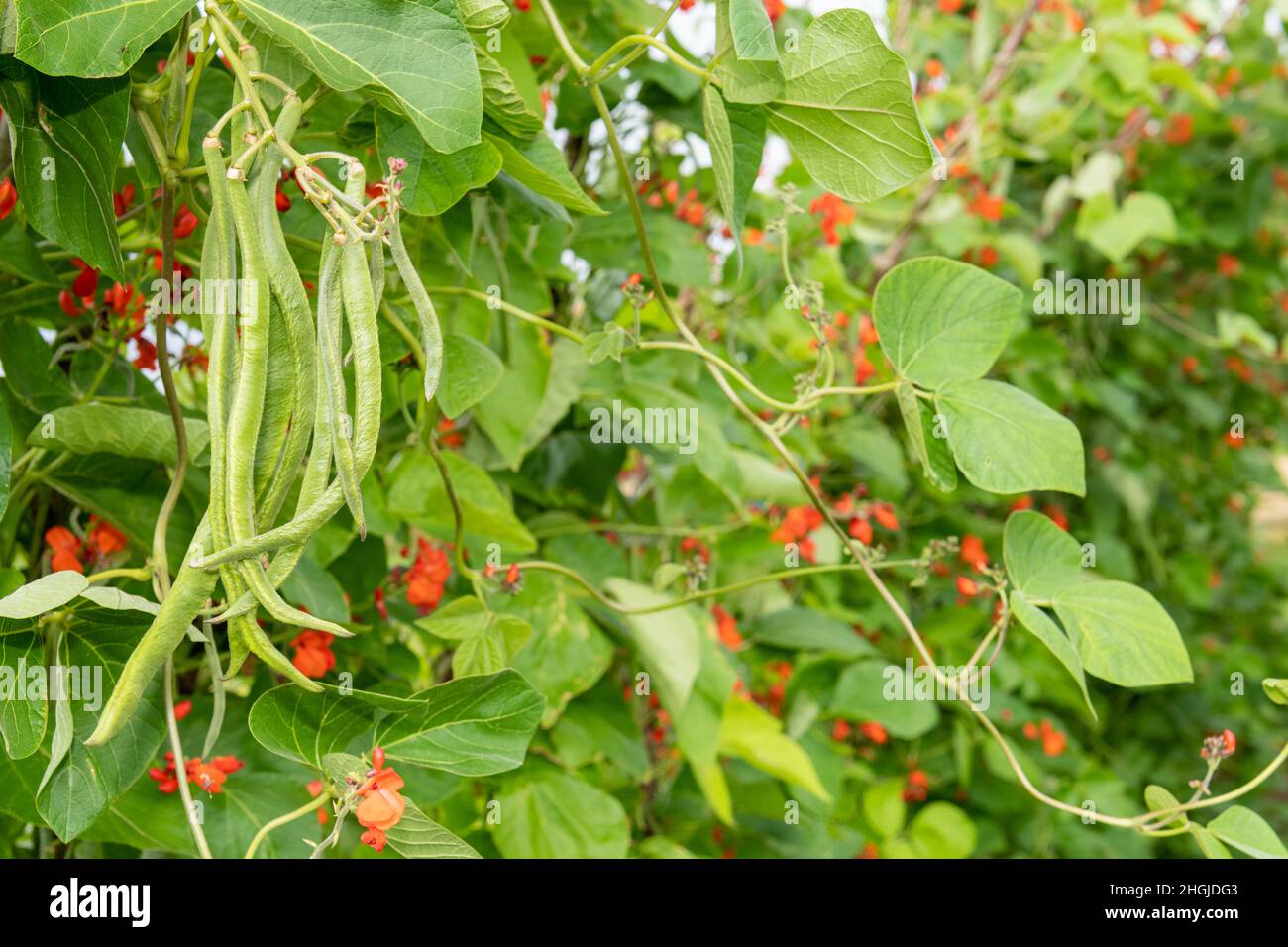 Close up of runner bean (phaseolus coccineus) pods on a runner bean ...