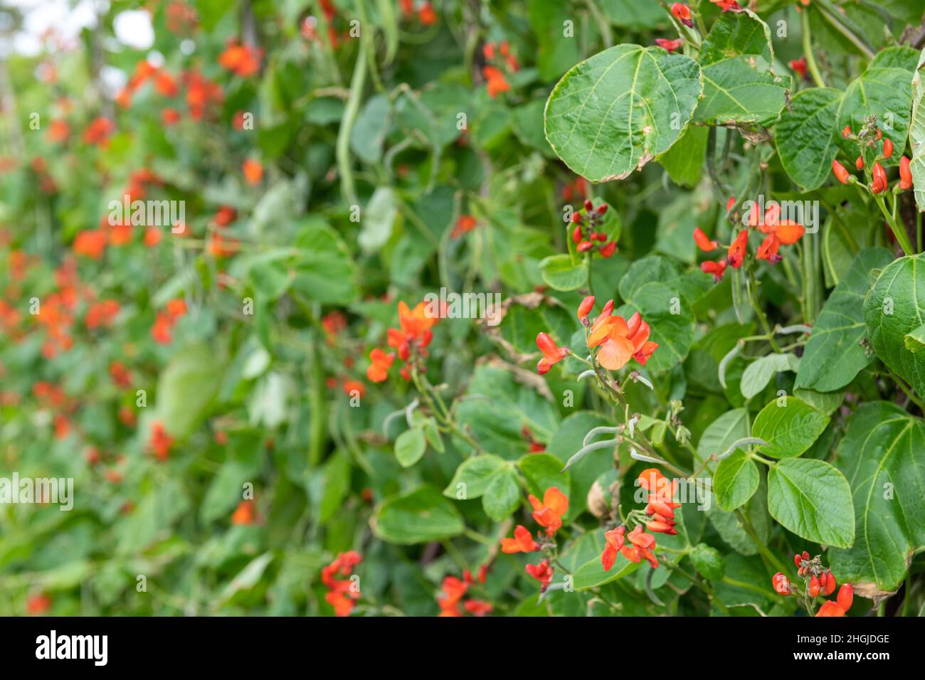 Red flowers on a runner bean (phaseolus coccineus) plant Stock Photo ...