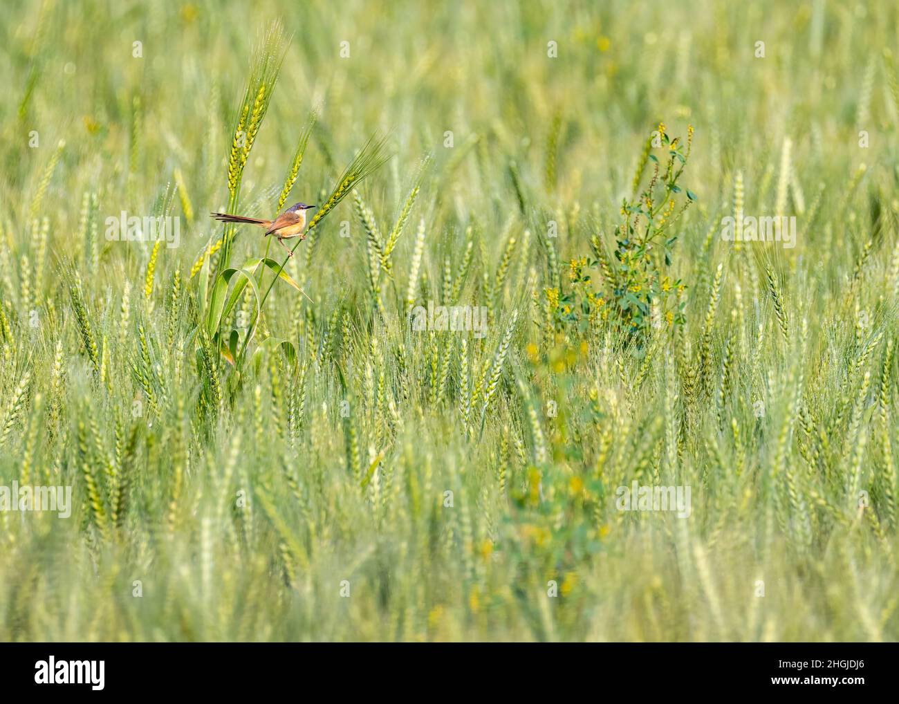 Small bird ashy prinia in hi-res stock photography and images - Alamy