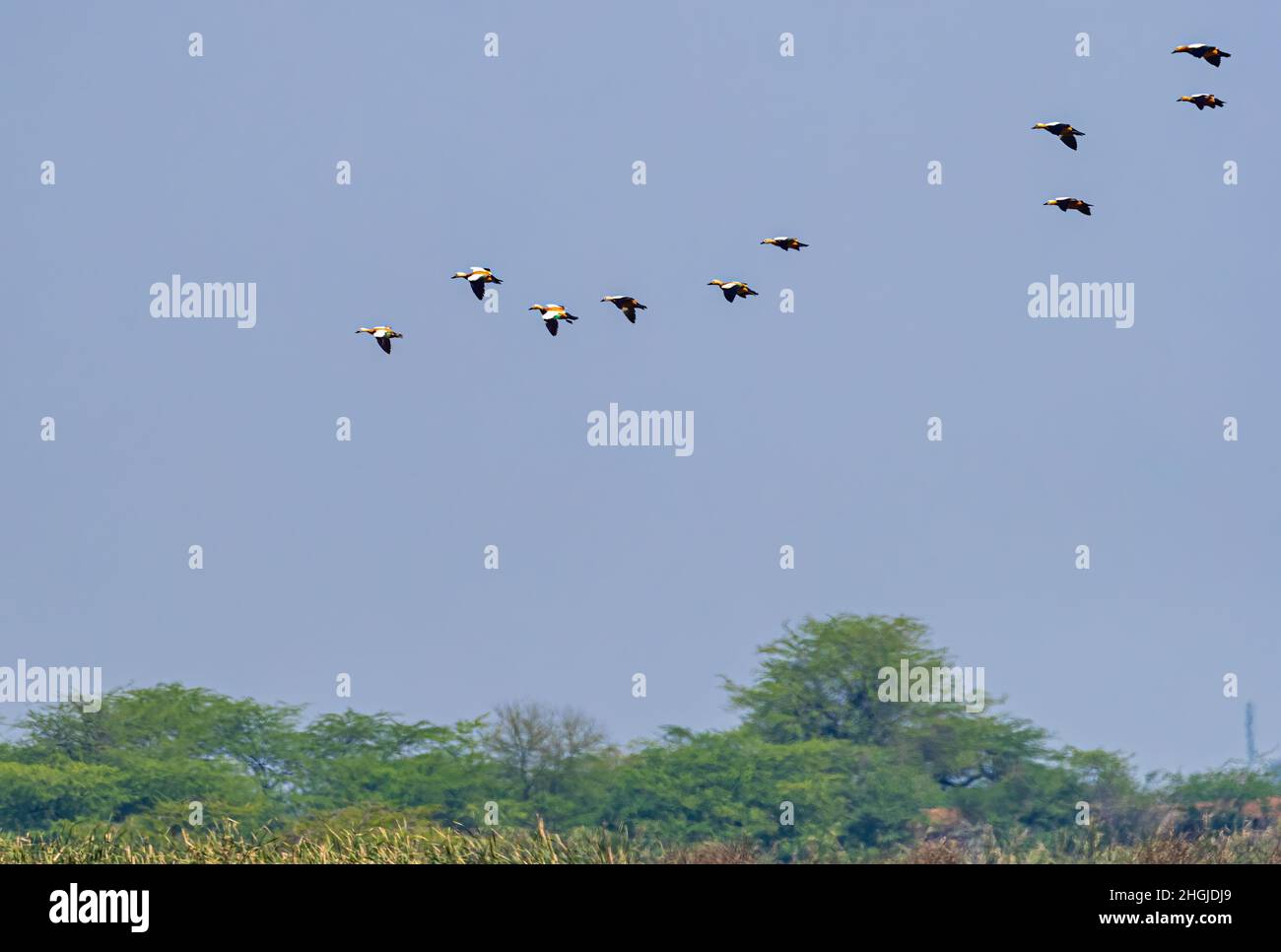 A Group of Ruddy Shelduck in flight over a wetland Stock Photo - Alamy