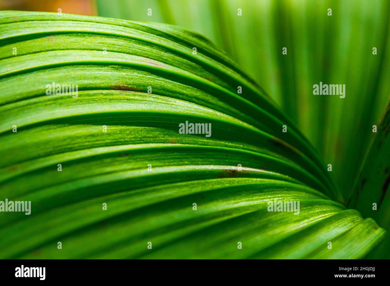 Vascular plant leaf hi-res stock photography and images - Alamy