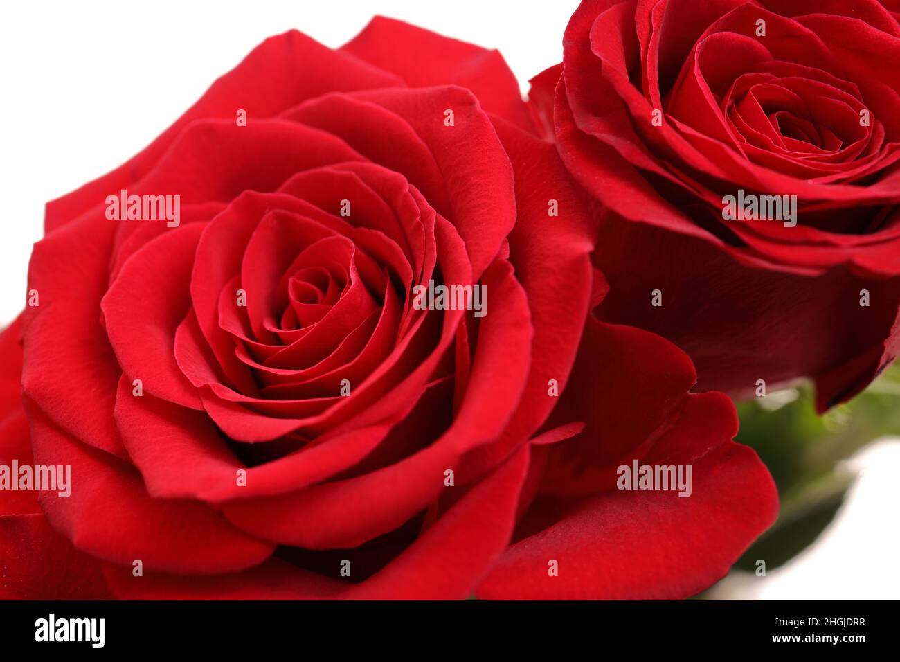 High Angle Close up of Two Red Roses Stock Photo - Alamy