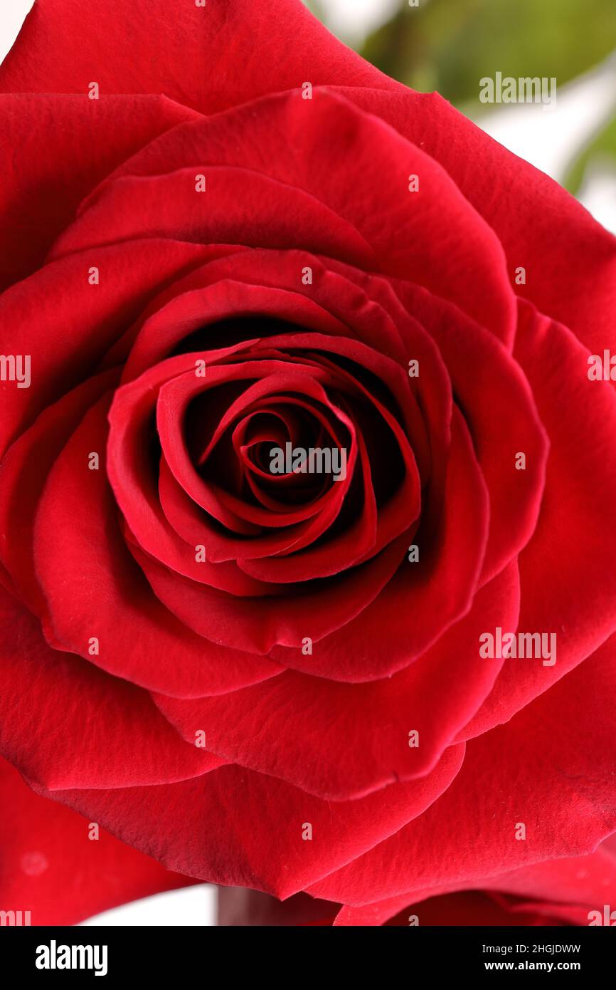 Directly Above Close up of a Red Rose Stock Photo - Alamy