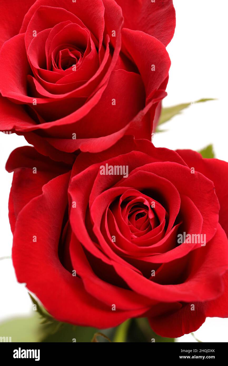 Two beautiful red roses isolated hi-res stock photography and images ...