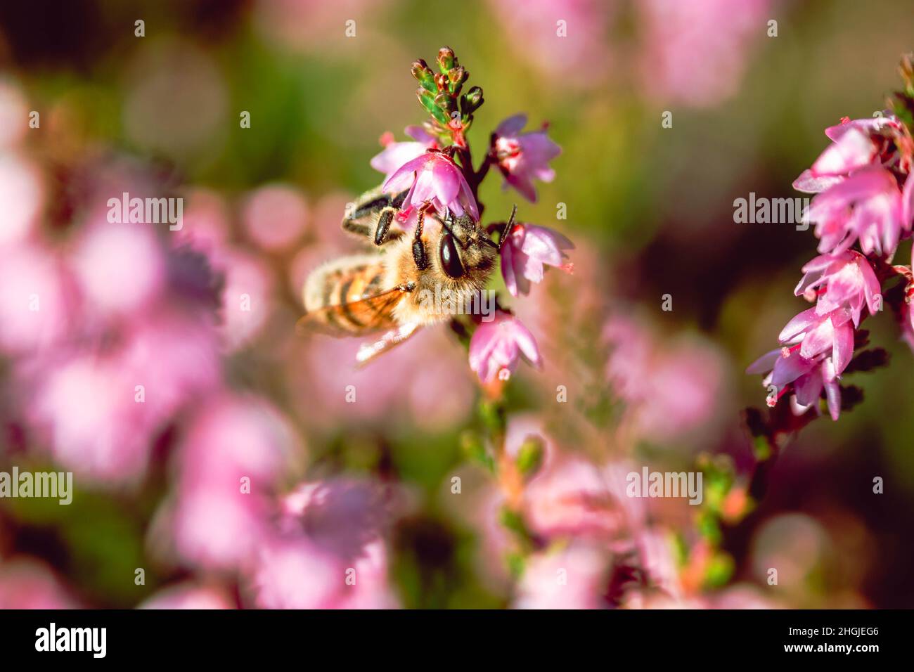 Heather bee hi-res stock photography and images - Alamy