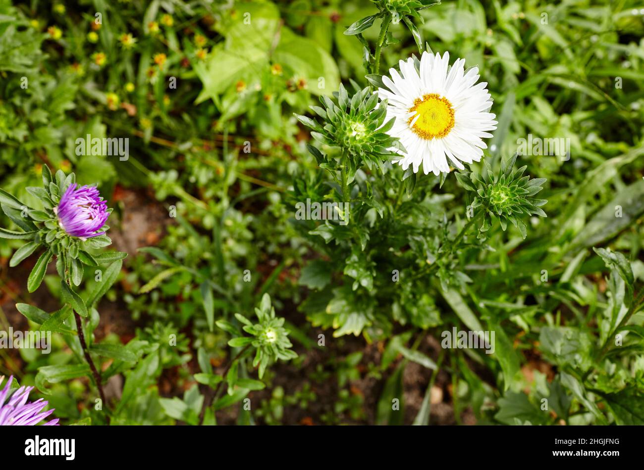Aster flowers in the garden. A bush of beautiful plant in summer light ...