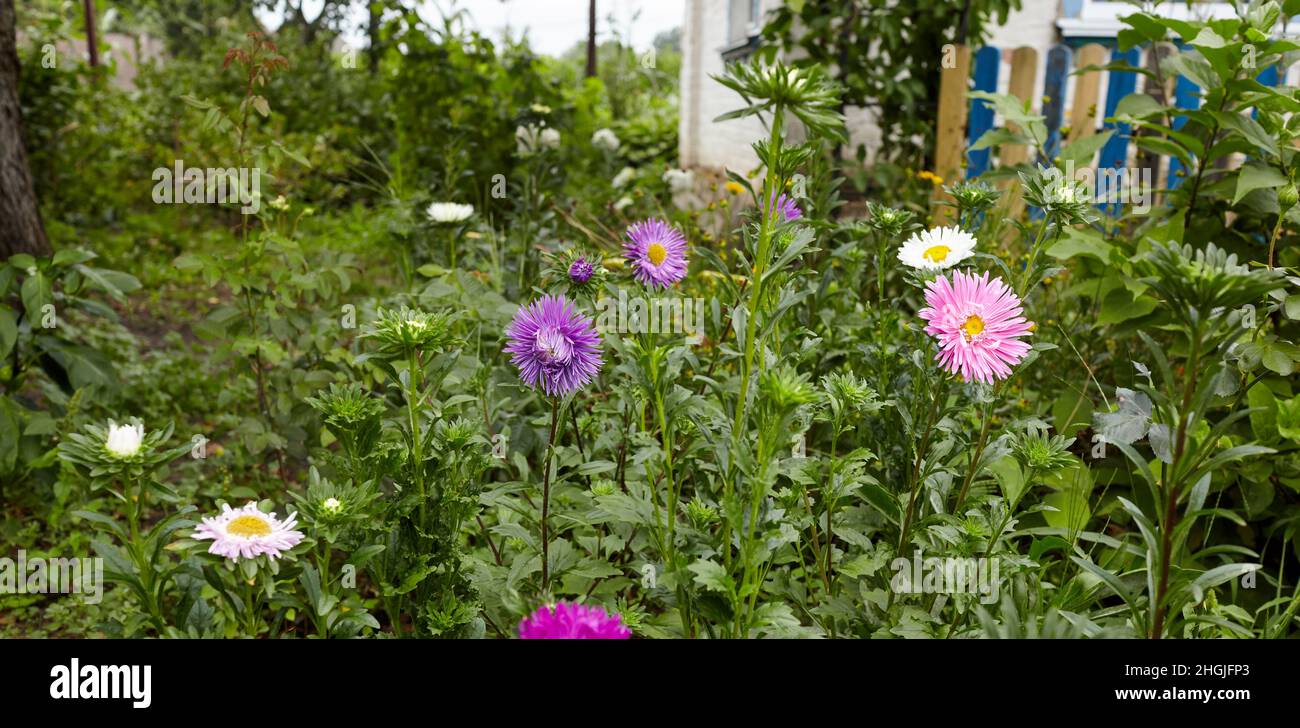 Aster flowers in the garden. A bush of beautiful plant in summer light ...