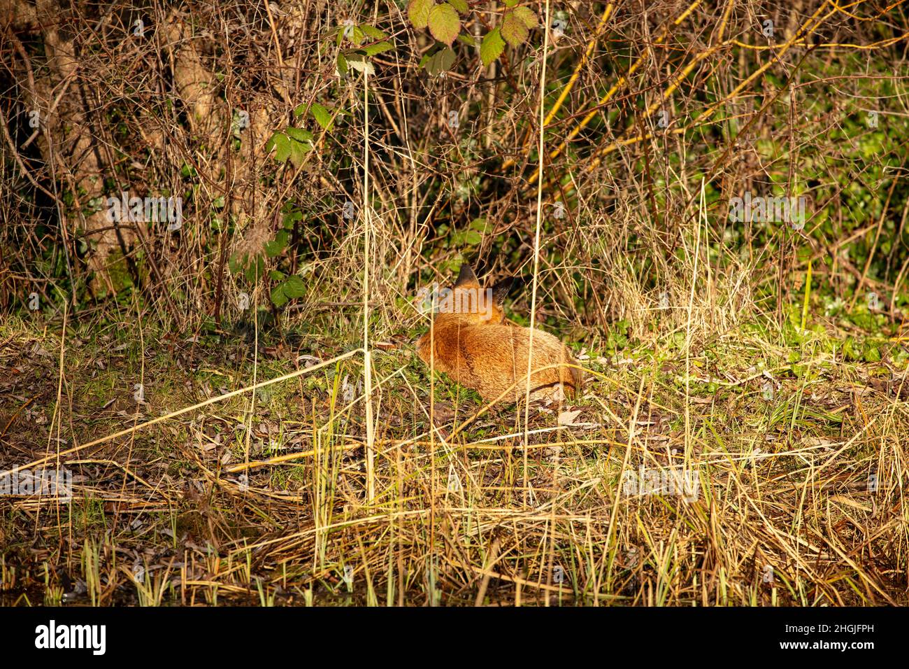 Red Fox in the nature reserve, near Carshalton Ponds, Hackbridge ...