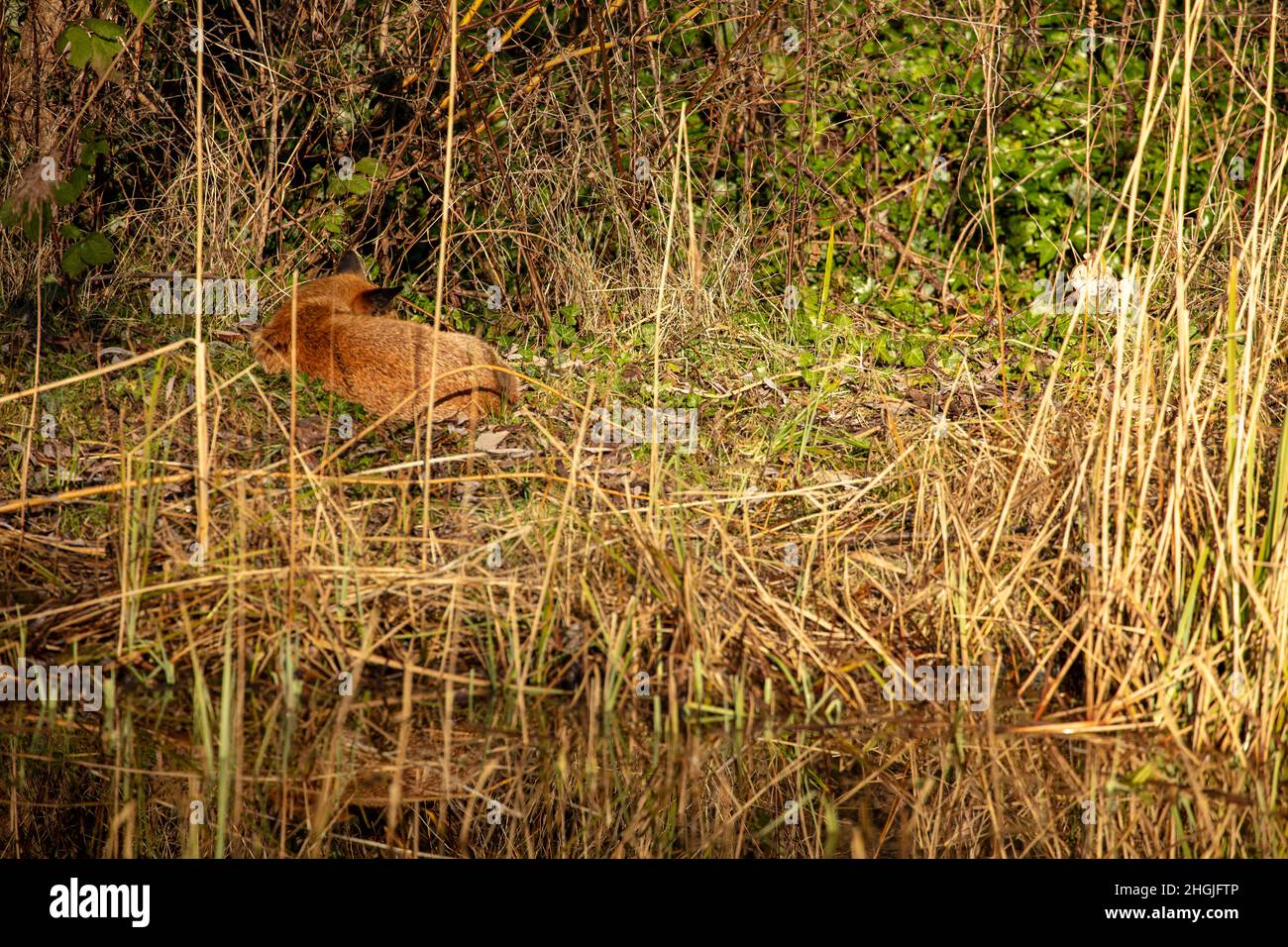 Red Fox in the nature reserve, near Carshalton Ponds, Hackbridge ...