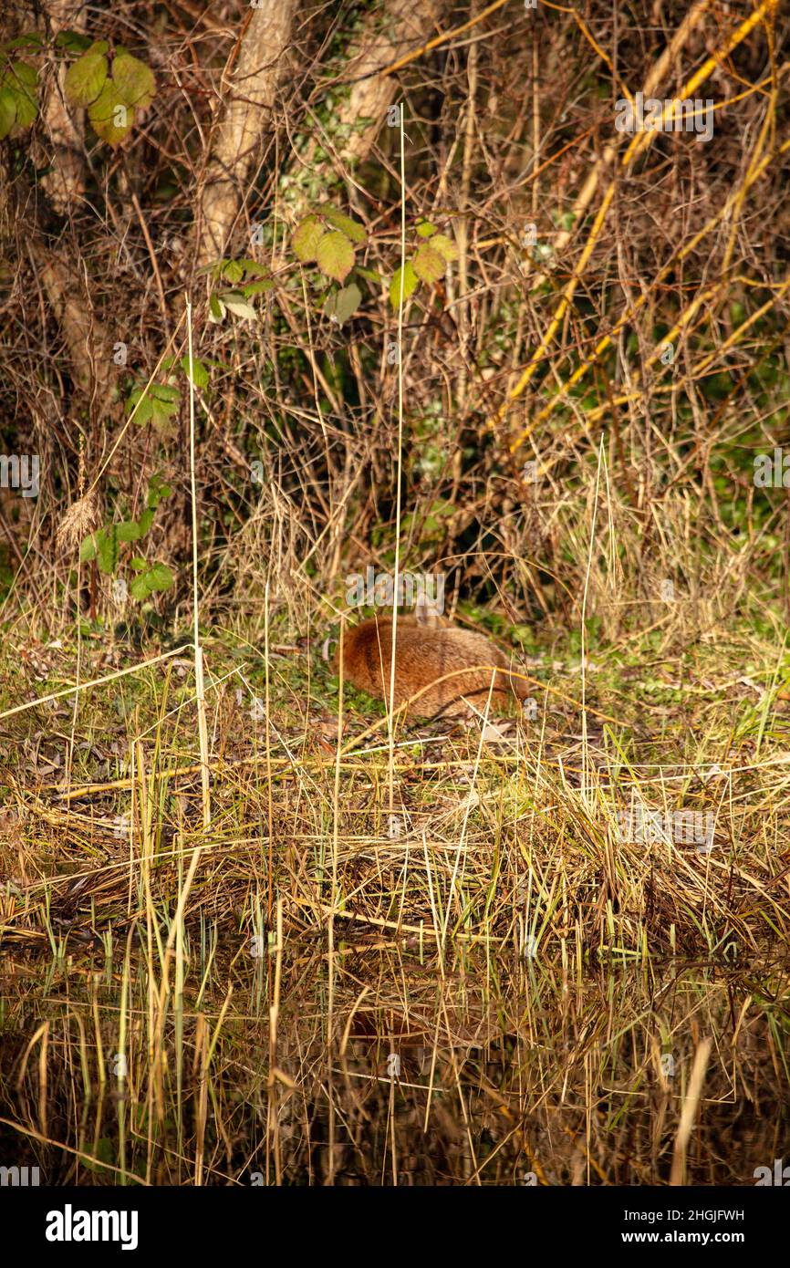 Nature reserve near Carshalton Ponds on the River Wandle in the ...