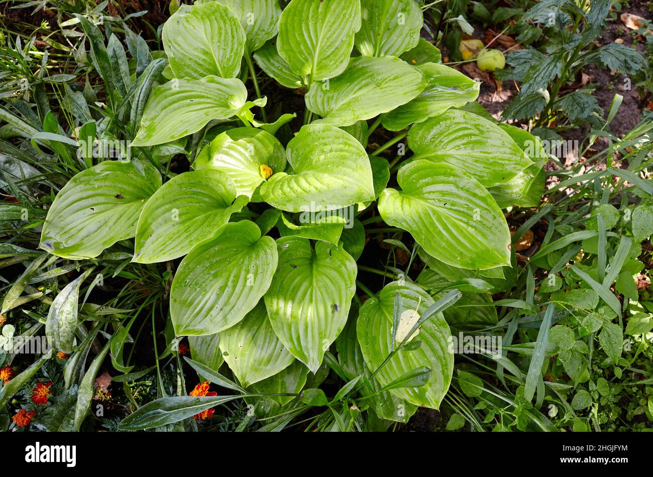 Beautiful Hosta leaves background. Hosta - an ornamental plant for ...