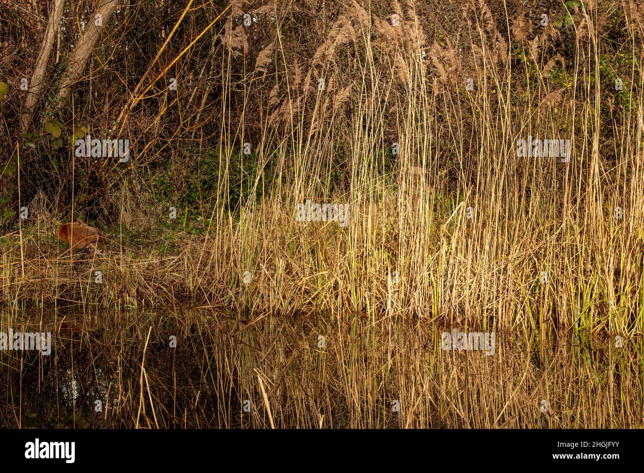 Nature reserve near Carshalton Ponds on the River Wandle in the ...