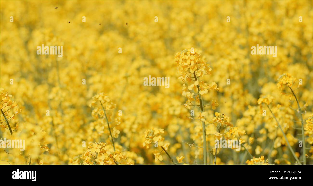 Farmer Examining Rapeseed Crops at Farm Agriculture Concept Stock Photo ...