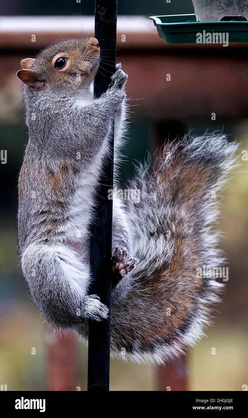 A garden squirrel climba a pole to get to a bird feeder Stock Photo - Alamy
