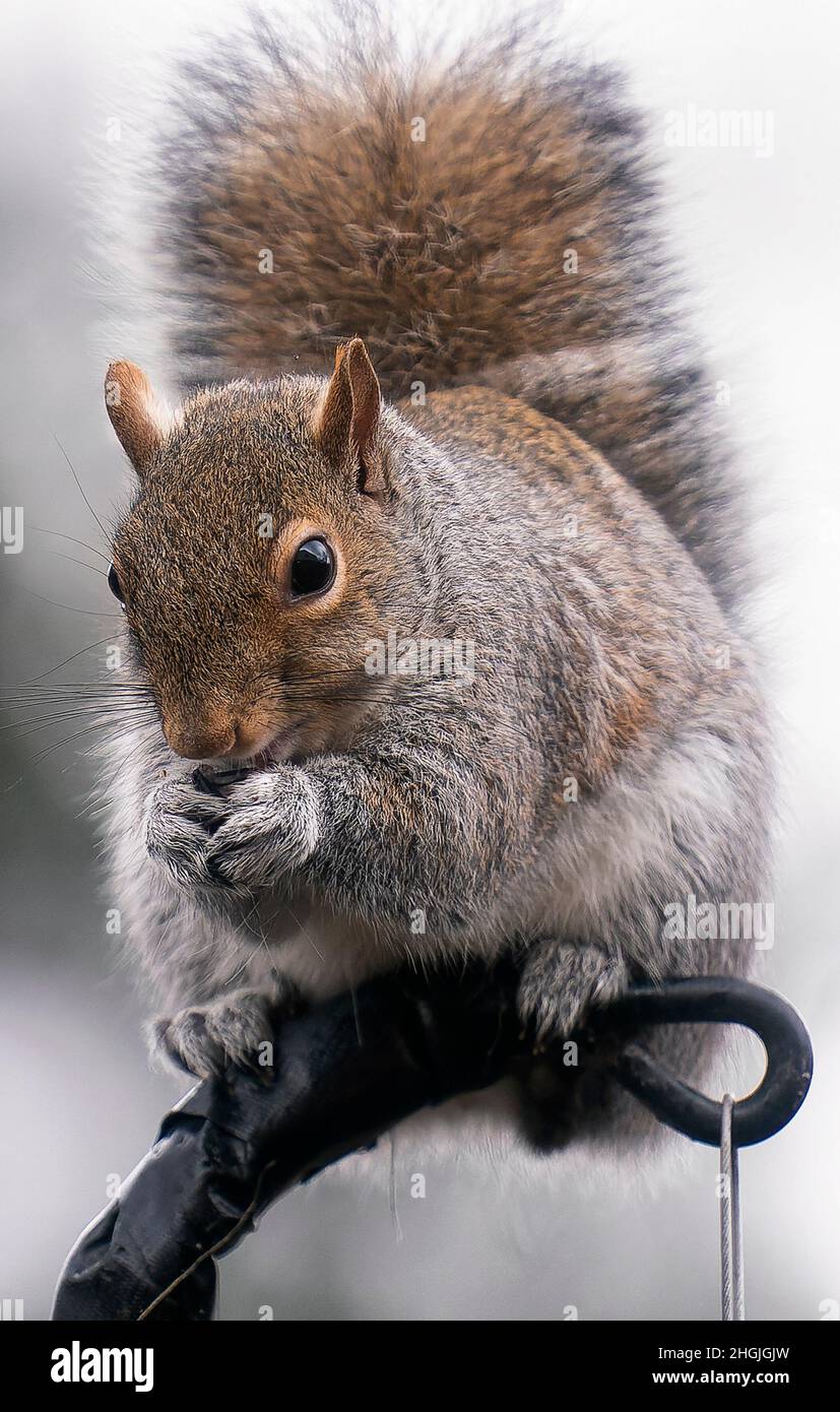 Garden Squirrel nibbling on bird seed Stock Photo - Alamy