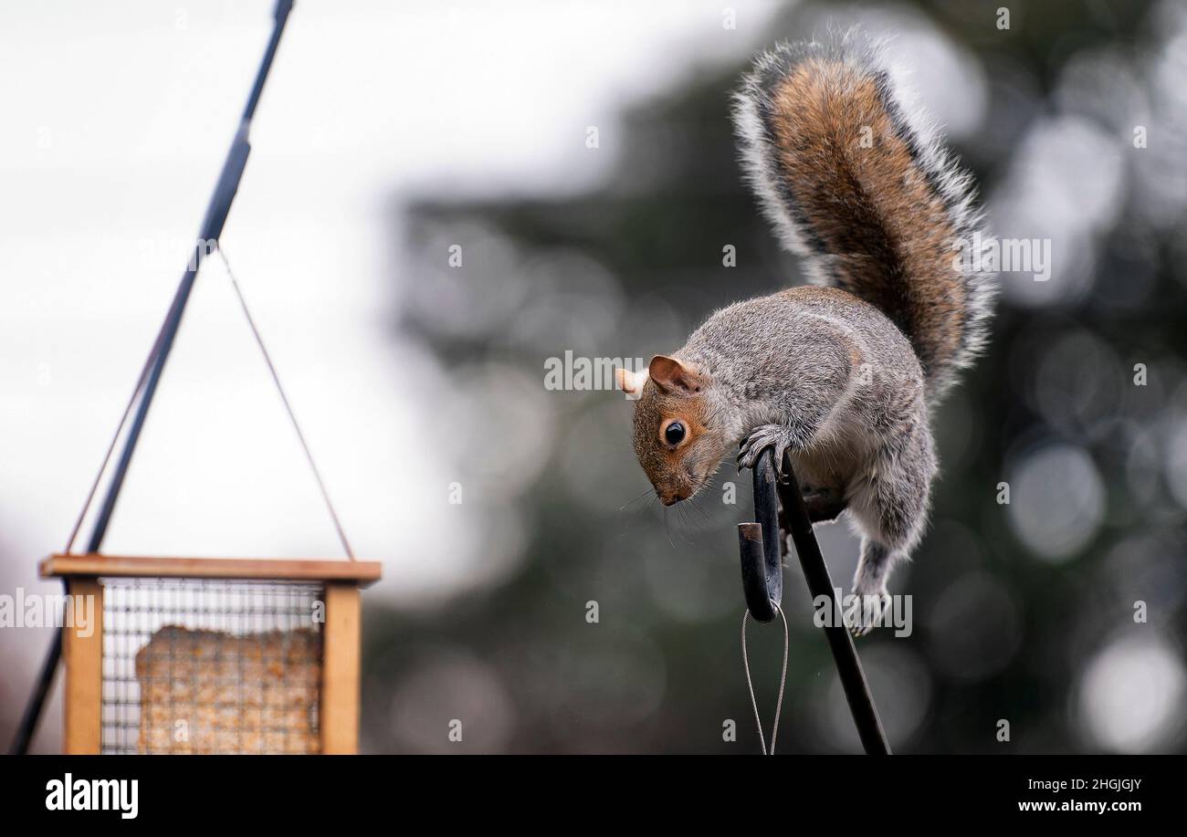 A garden squirrel climba a pole to get to a bird feeder Stock Photo - Alamy