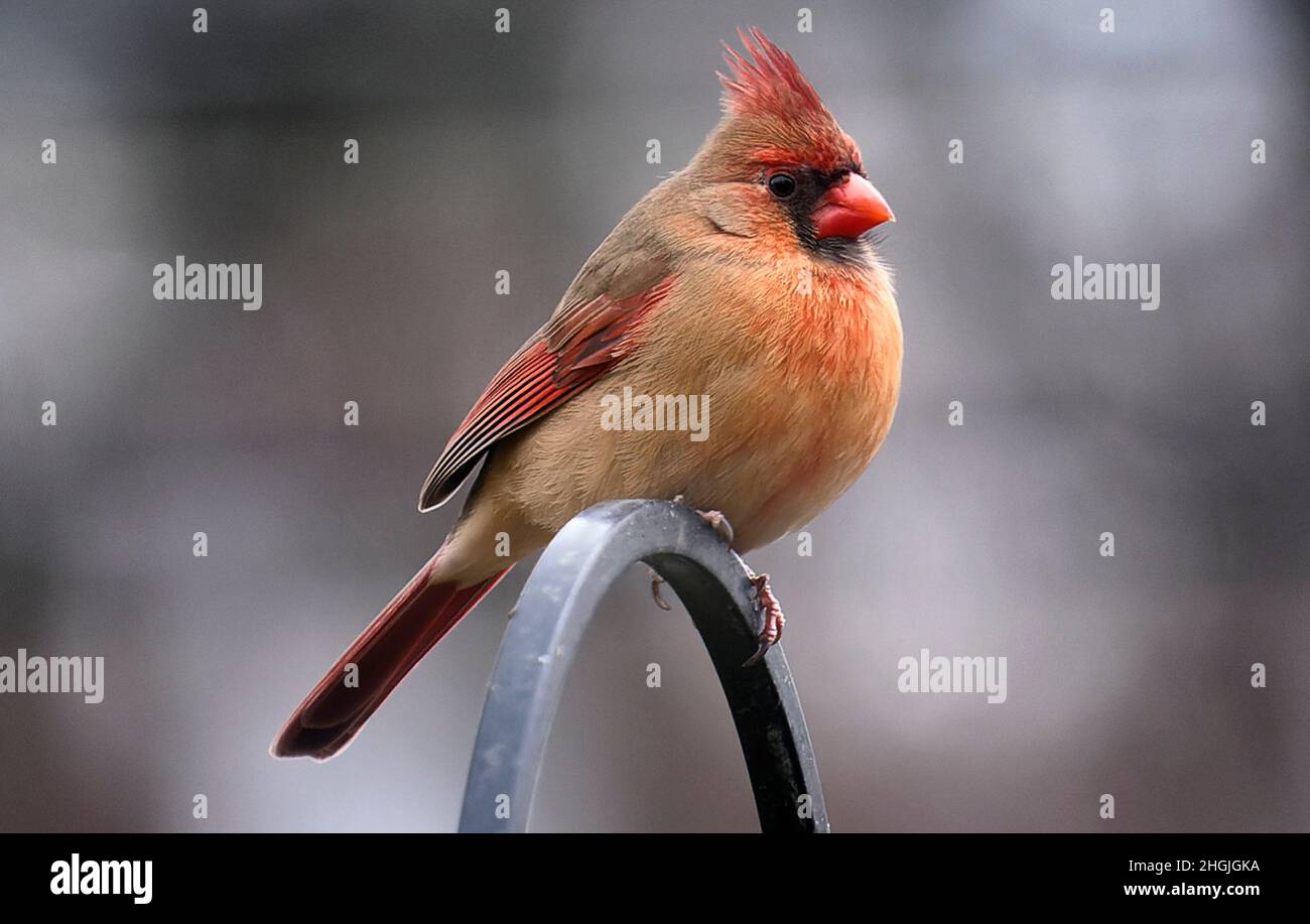 Female Northern Cardinal comes to the backyard Stock Photo - Alamy