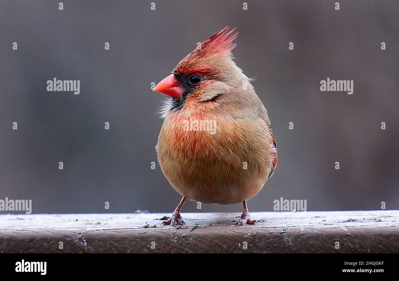 Female Northern Cardinal comes to the backyard Stock Photo - Alamy