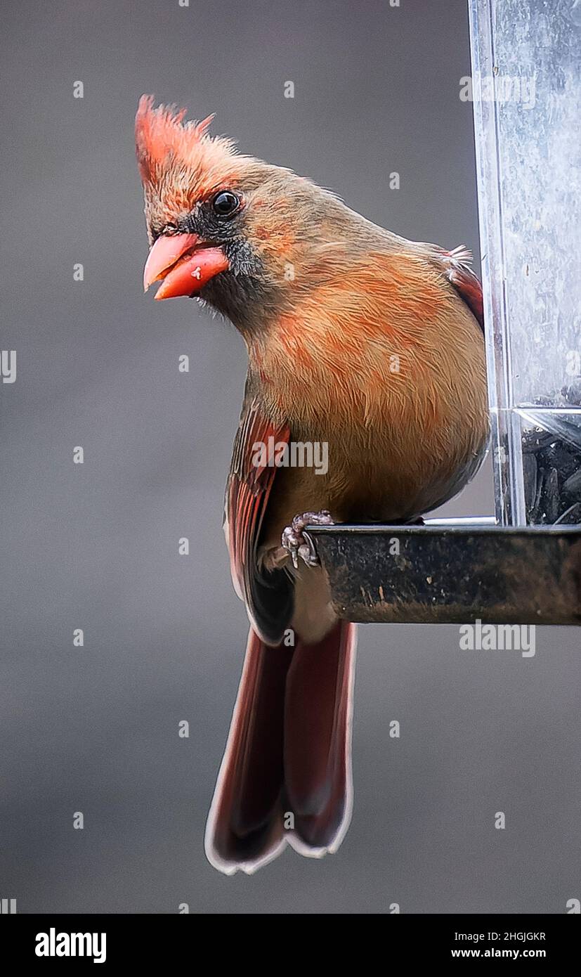 Female northern cardinal hi-res stock photography and images - Alamy