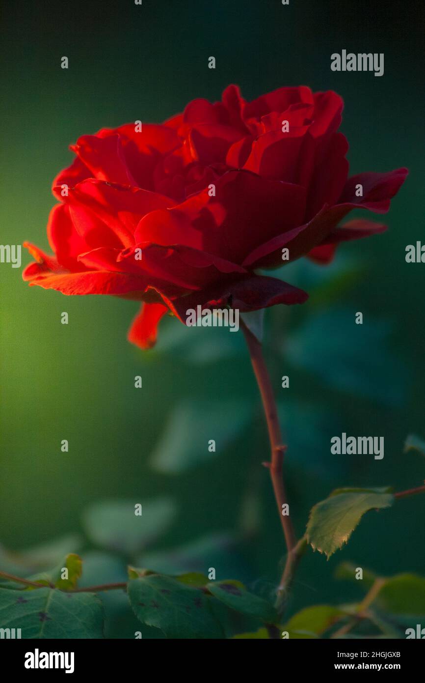 Directional floral design hi-res stock photography and images - Alamy