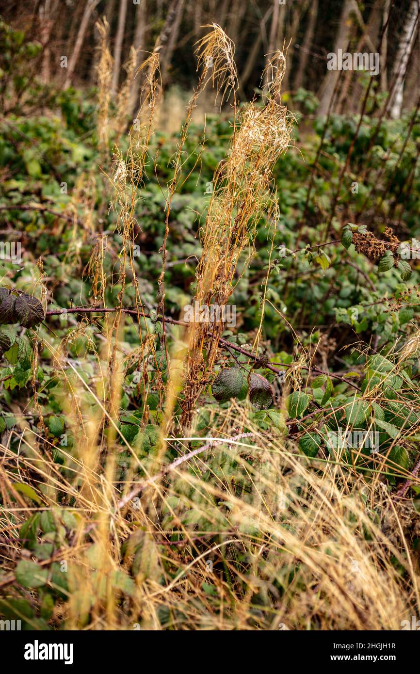 Choas, abstract patterns and textures in nature and the environment ...