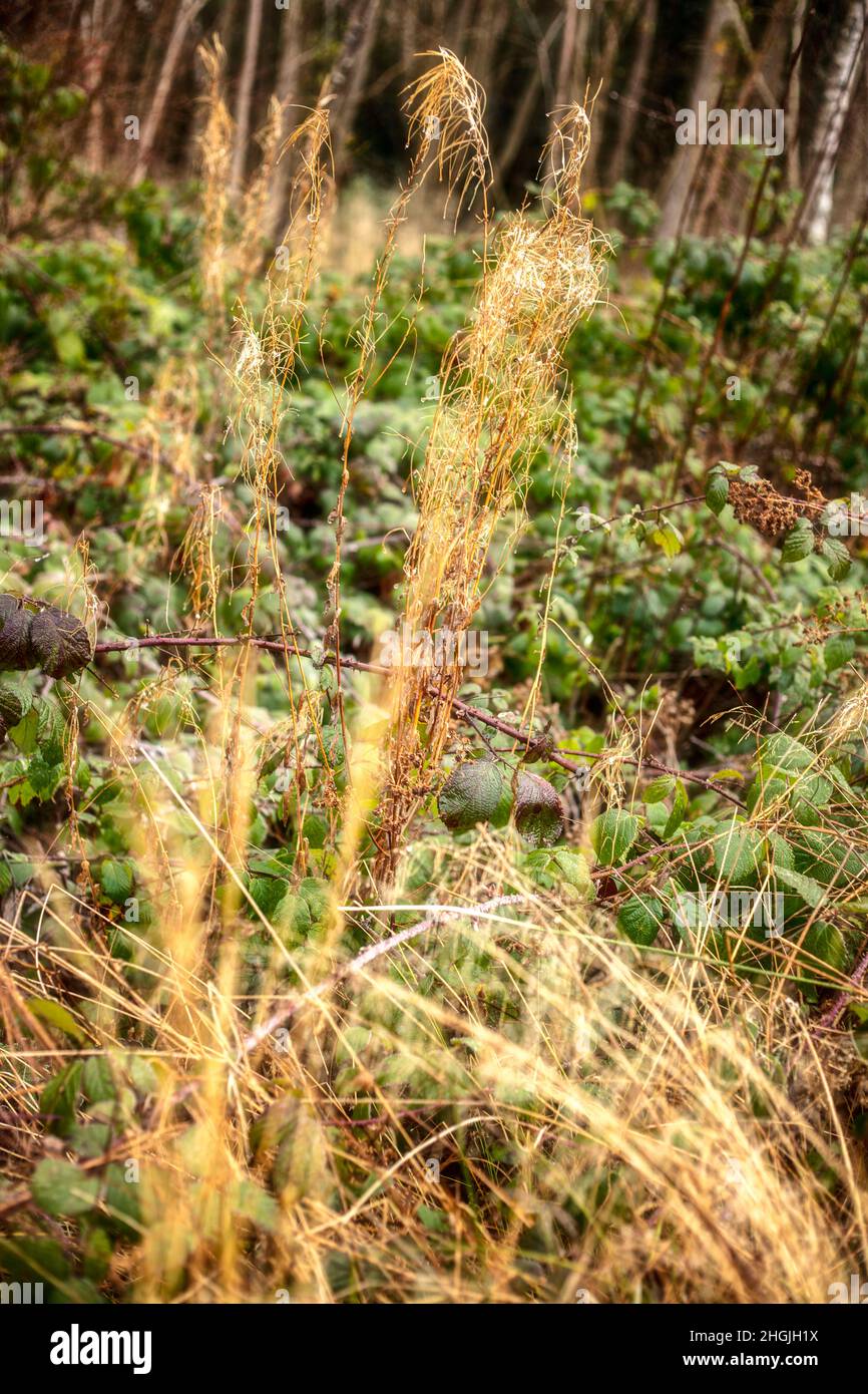 Choas, abstract patterns and textures in nature and the environment ...
