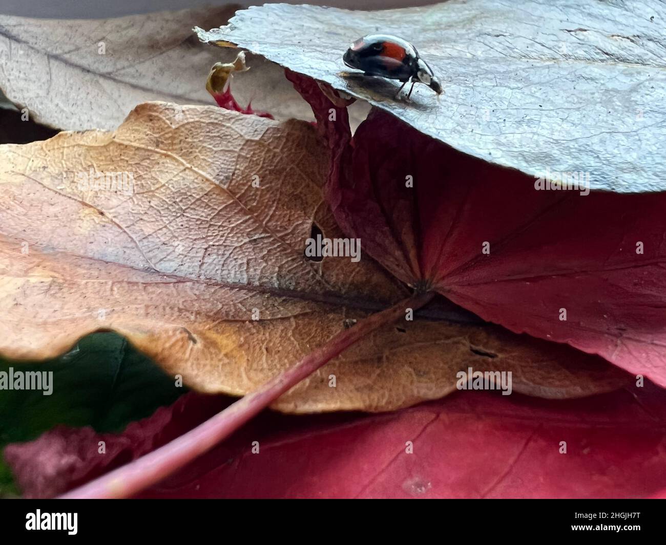 Black lady bug hi-res stock photography and images - Alamy