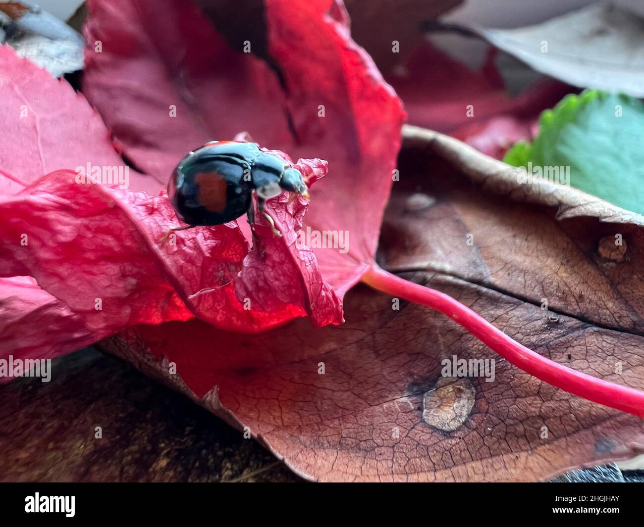 Black lady bug hi-res stock photography and images - Alamy