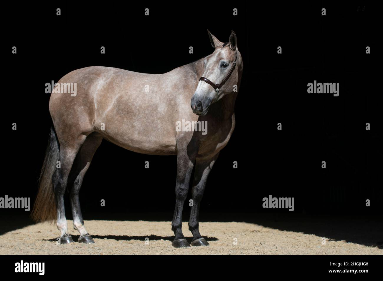 Beautiful full body portrait of a spanish rose grey mare isolated in ...