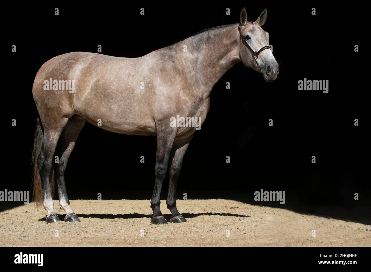 Beautiful full body portrait of a spanish rose grey mare isolated in ...