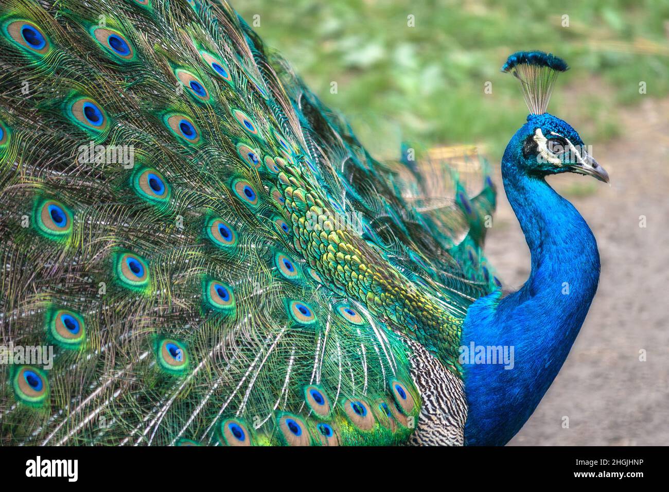 Peacock with spread wings in profile Stock Photo - Alamy