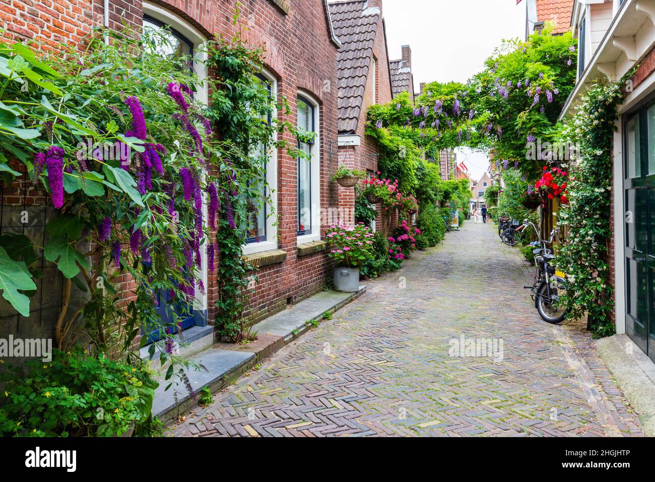 Urban greening with lots of plants and flowers in street in Alkmaar in ...