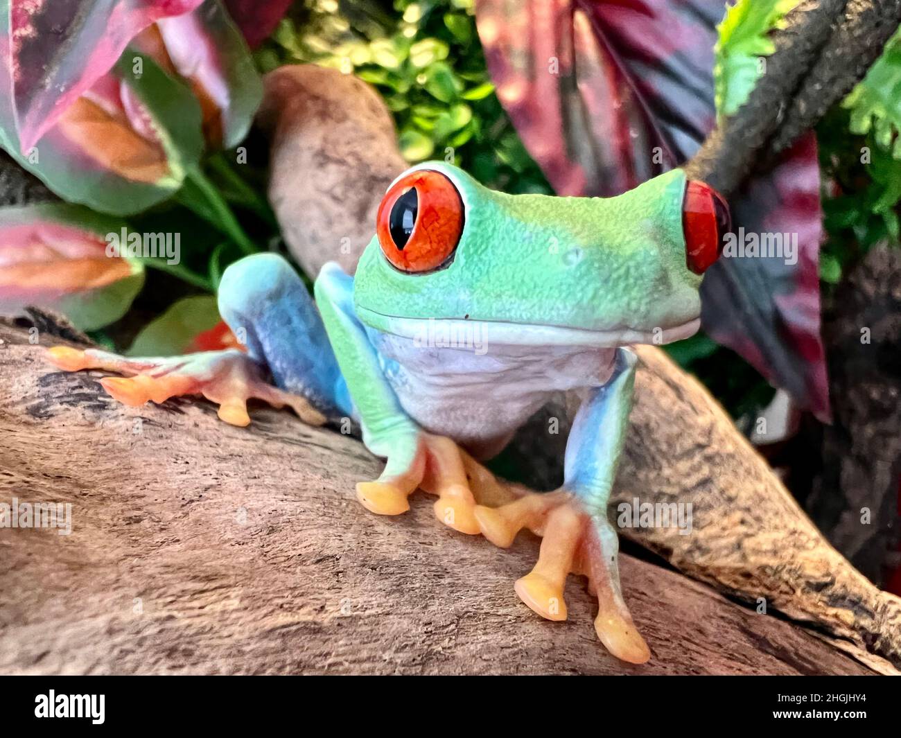 Isolated tree frog hi-res stock photography and images - Alamy