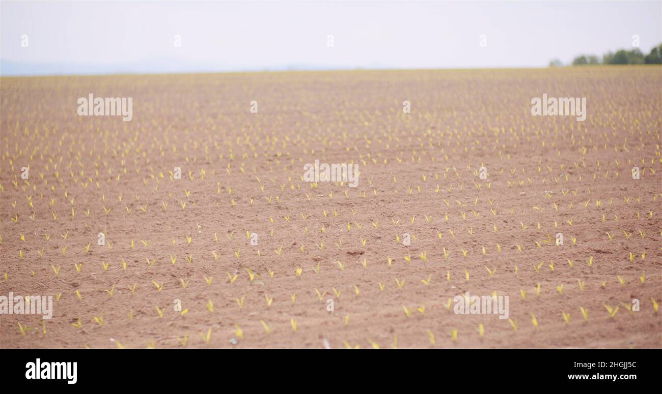 Agriculture - Close up of Young Corn Growing on Farm Stock Photo - Alamy