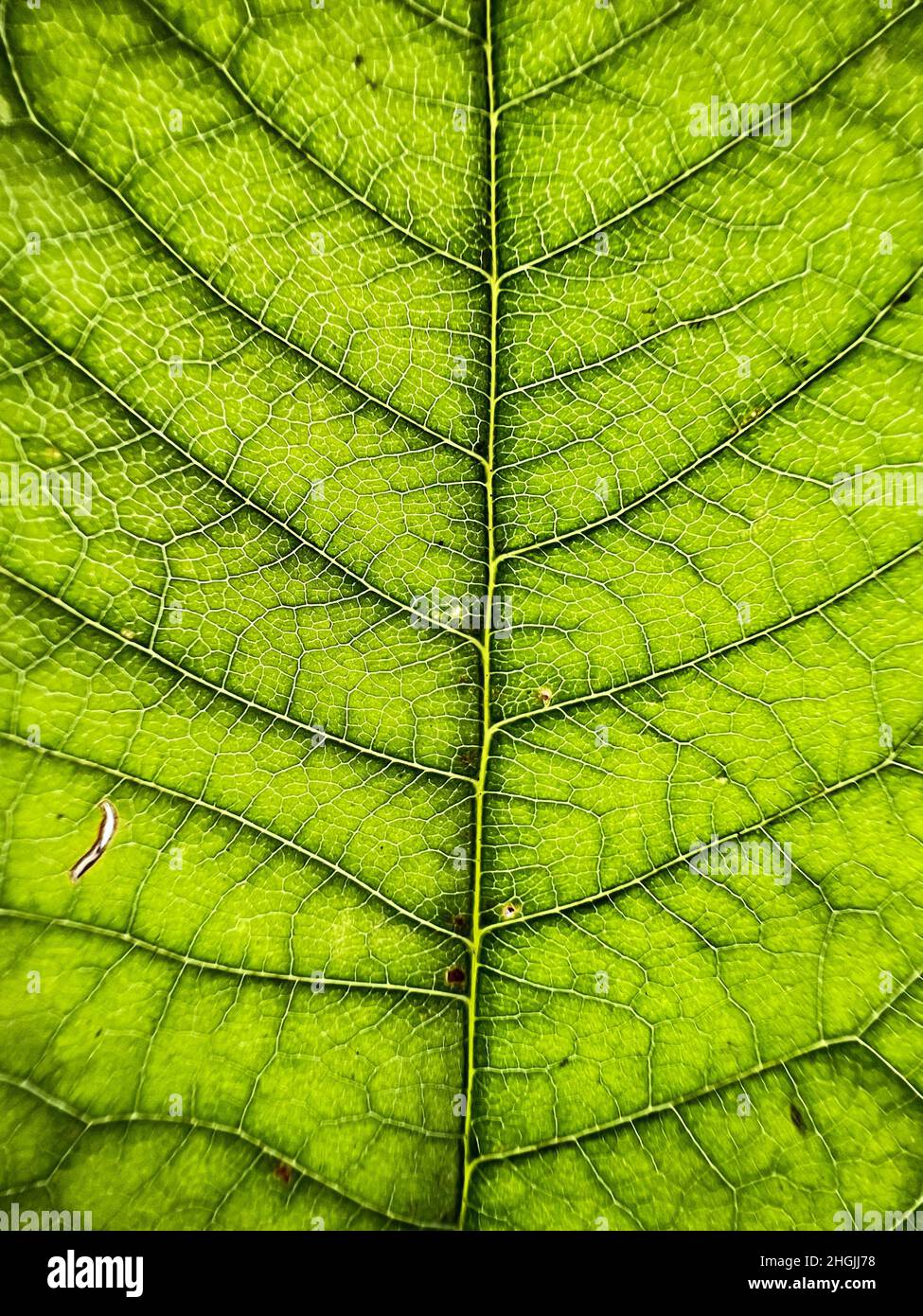 Leaf plant texture hi-res stock photography and images - Alamy
