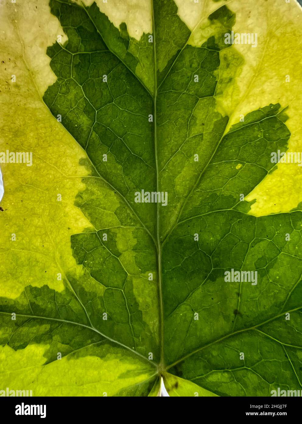 Leaf plant texture hi-res stock photography and images - Alamy