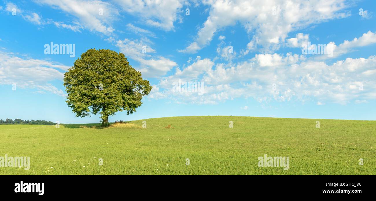 Lone tree in a meadow. Lime tree on a meadow in the Jura. France Stock ...